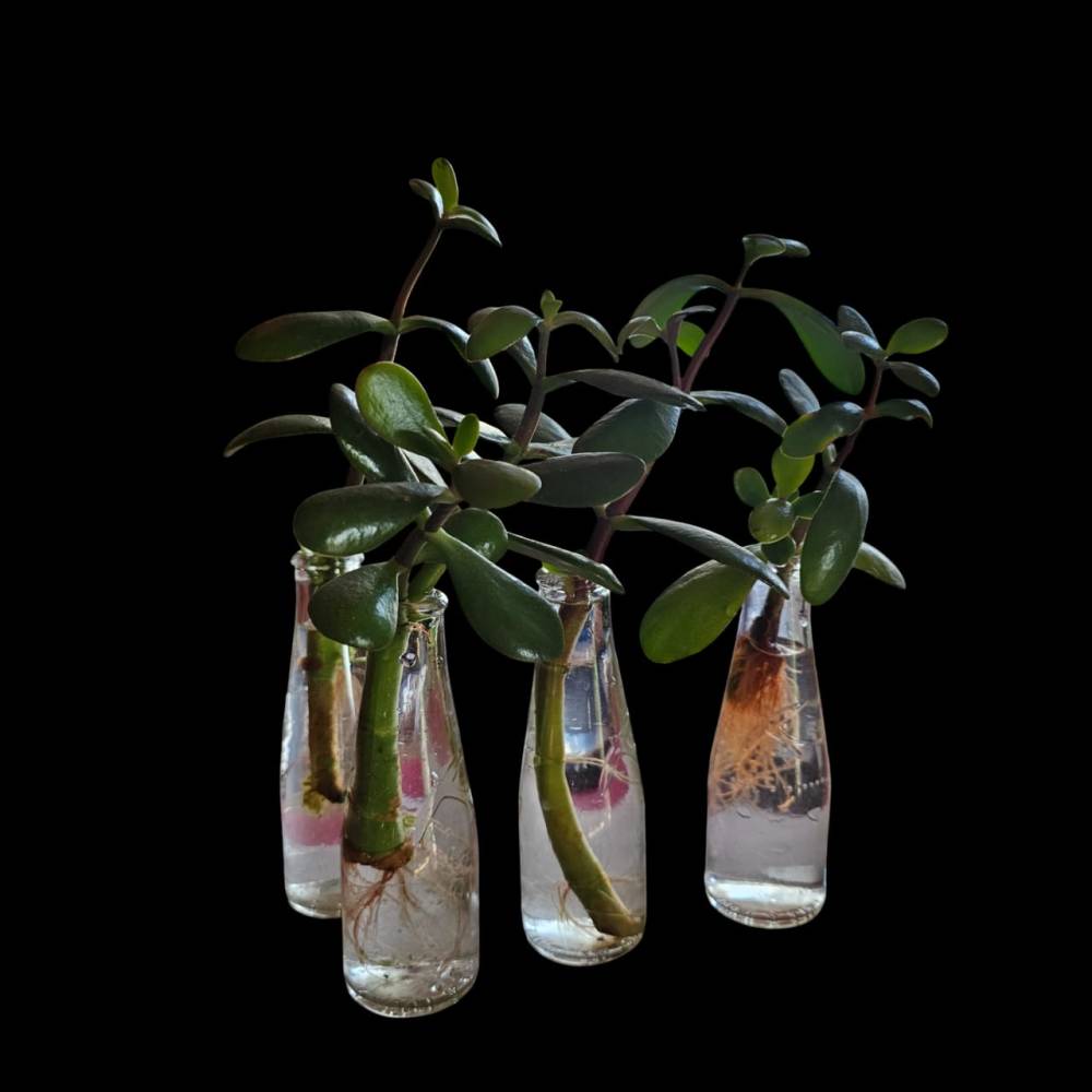 Geldbaum (Crassula Ovata) Ableger mit oder ohne Wurzeln – Glücksbaum ...