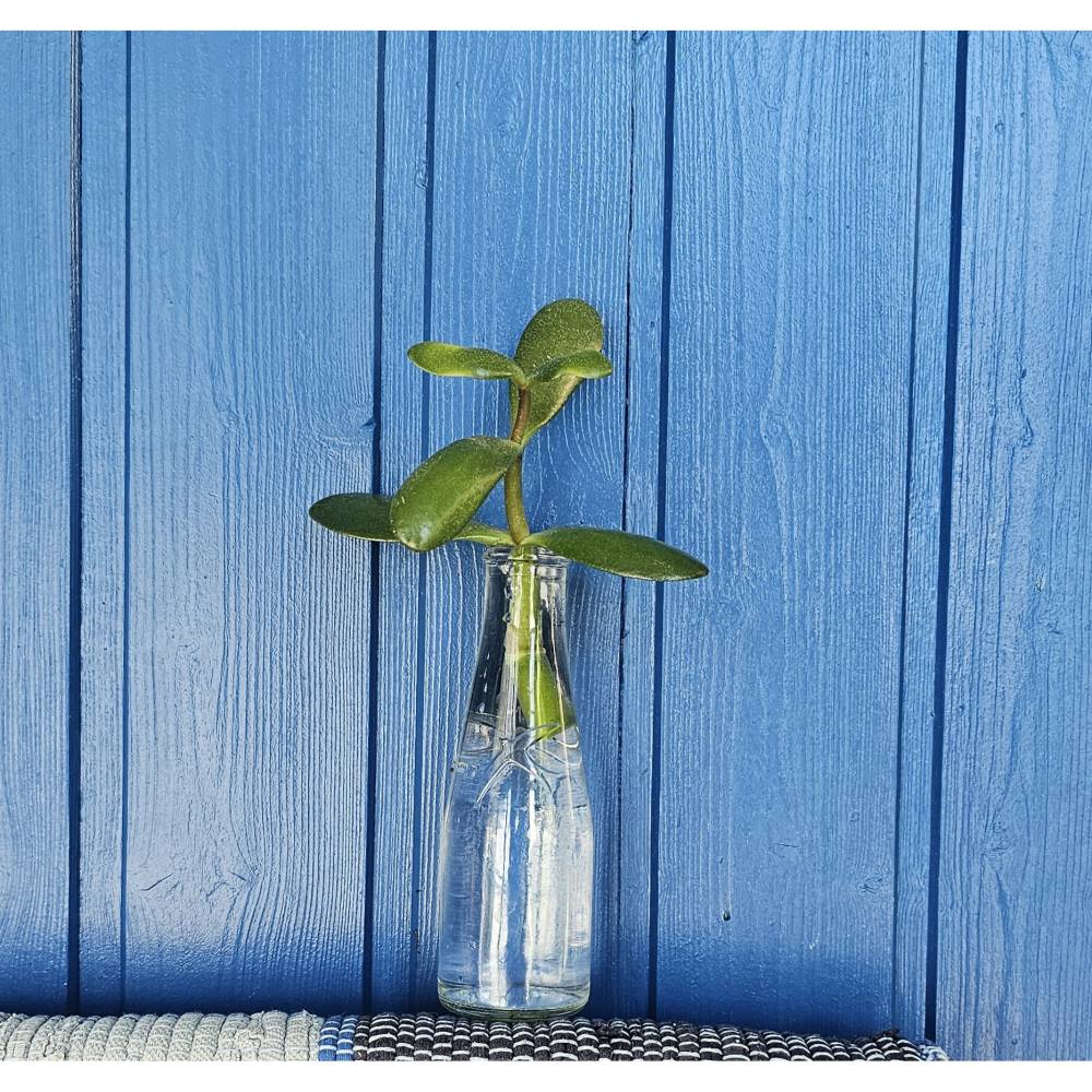 Geldbaum (Crassula Ovata) Ableger mit oder ohne Wurzeln – Glücksbaum ...