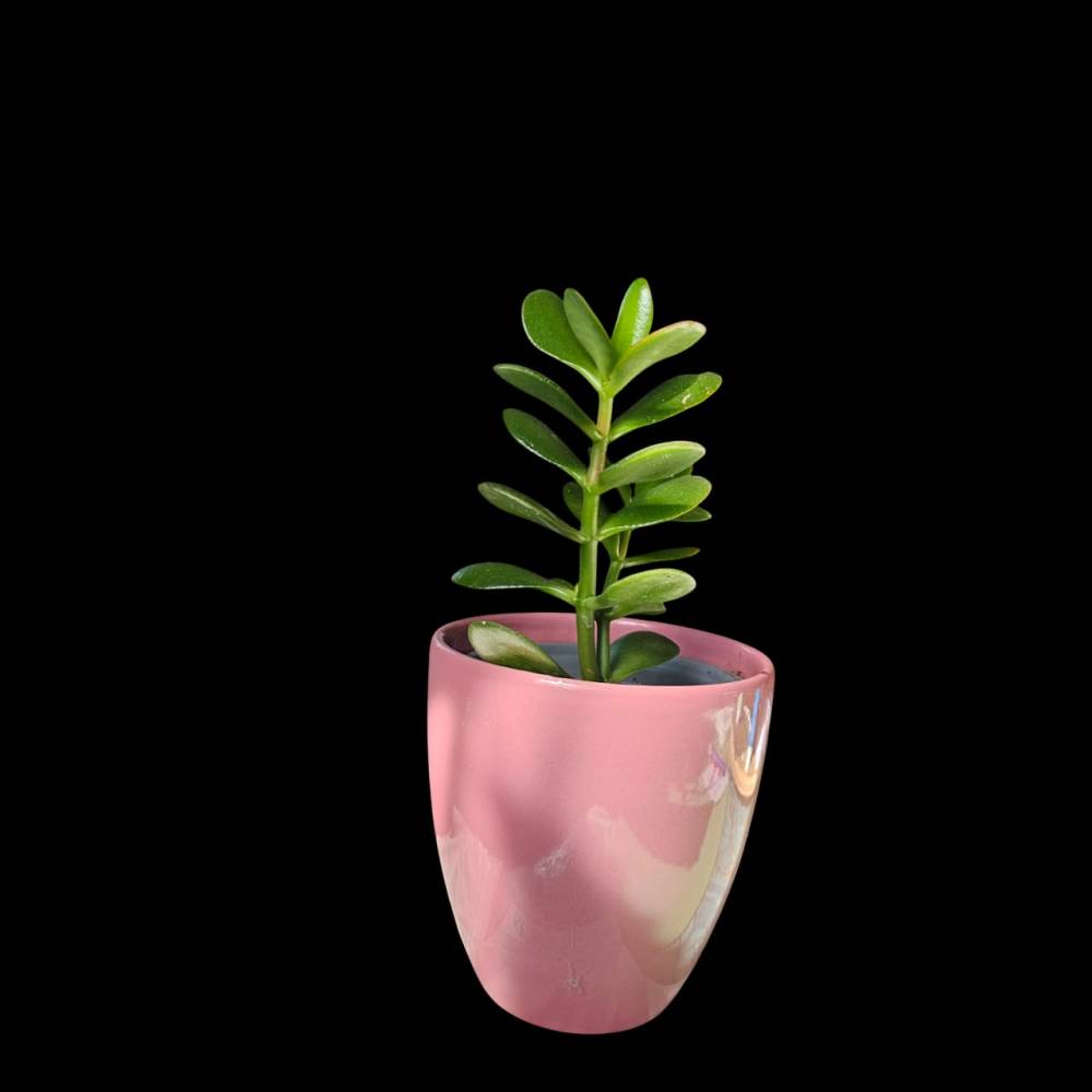Geldbaum Jungpflanze – Crassula Ovata bewurzelt, Jadebaum Ableger kaufen